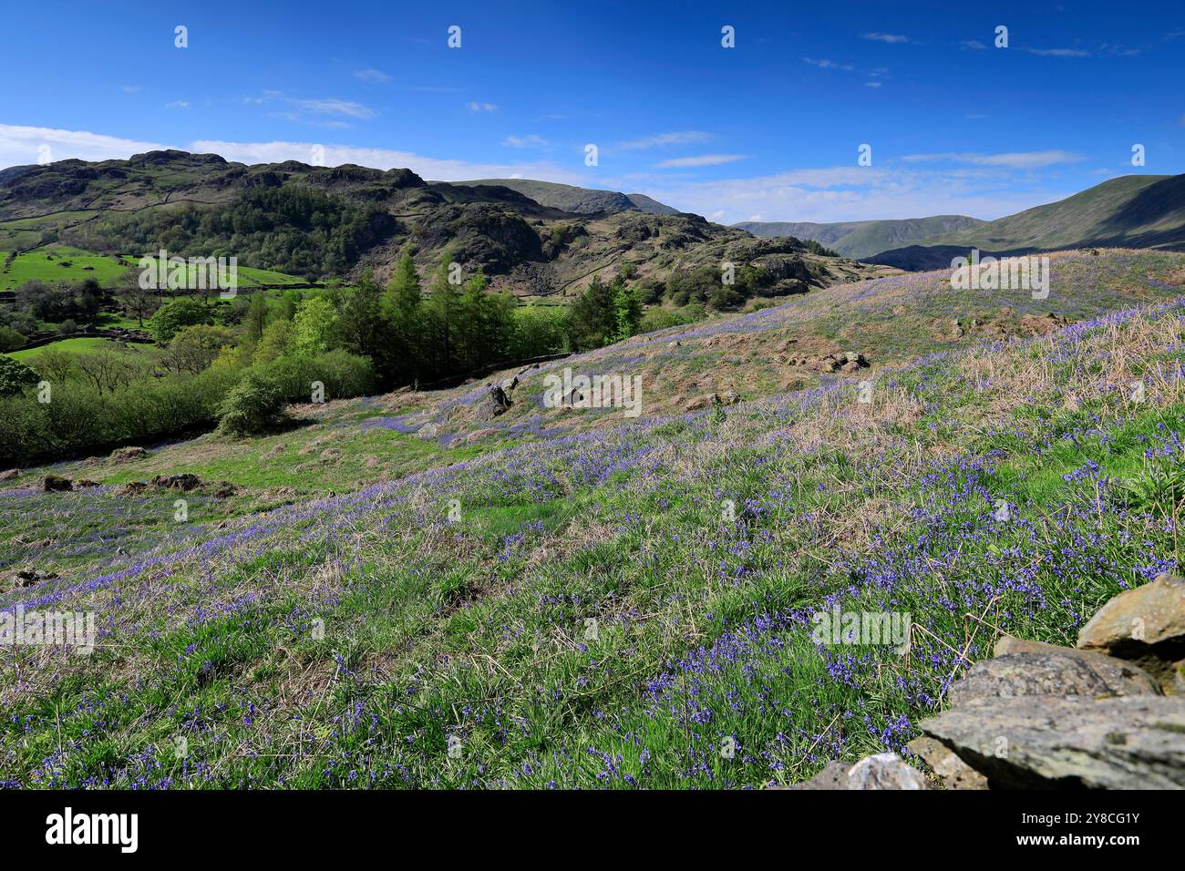 View of bluebell flowers in the Kentmere valley, Lake District National ...