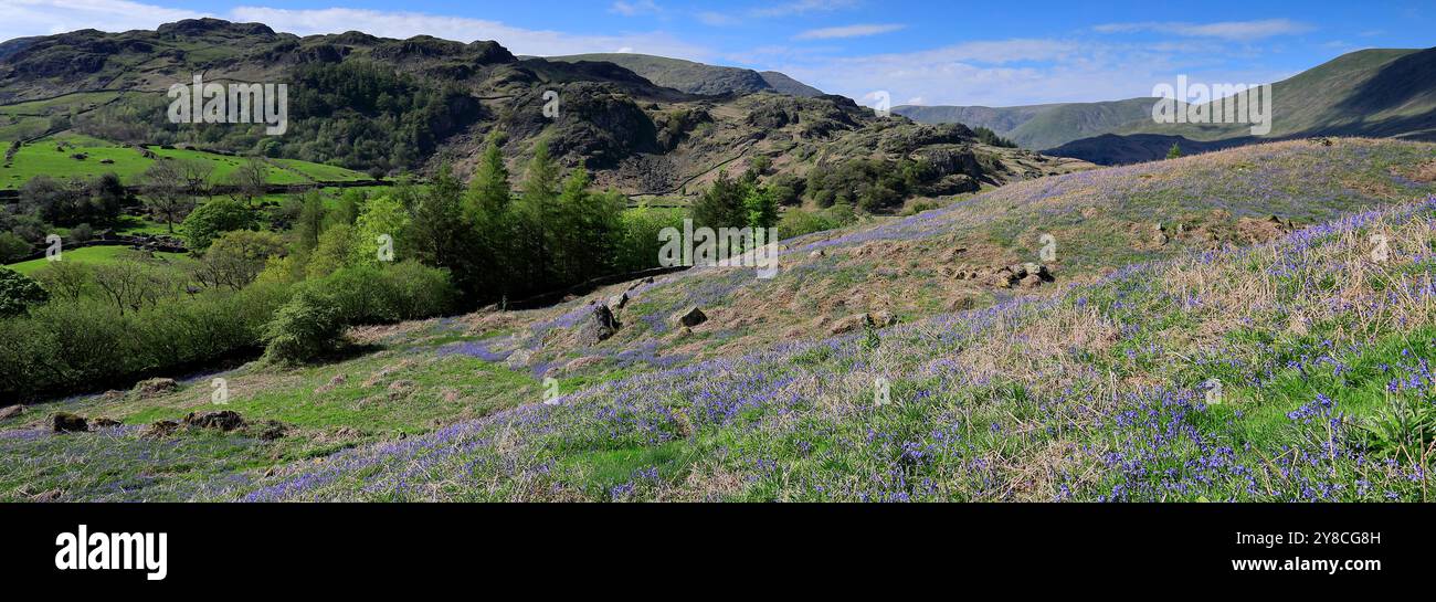 View of bluebell flowers in the Kentmere valley, Lake District National ...