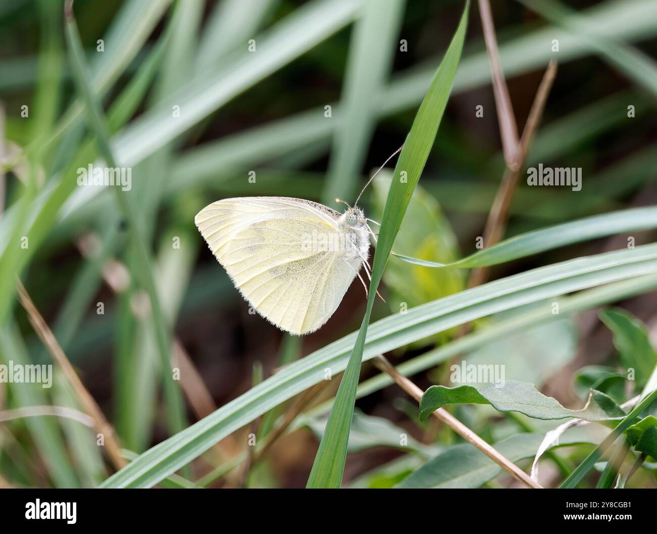 small white, cabbage white, cabbage butterfly, white butterfly, small ...