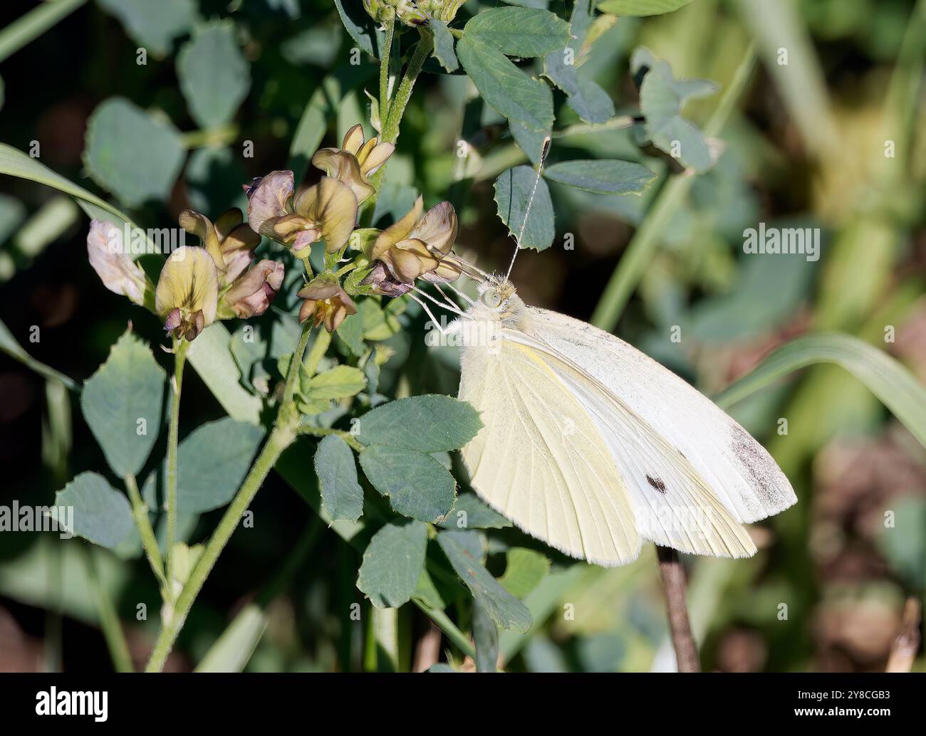 small white, cabbage white, cabbage butterfly, white butterfly, small ...