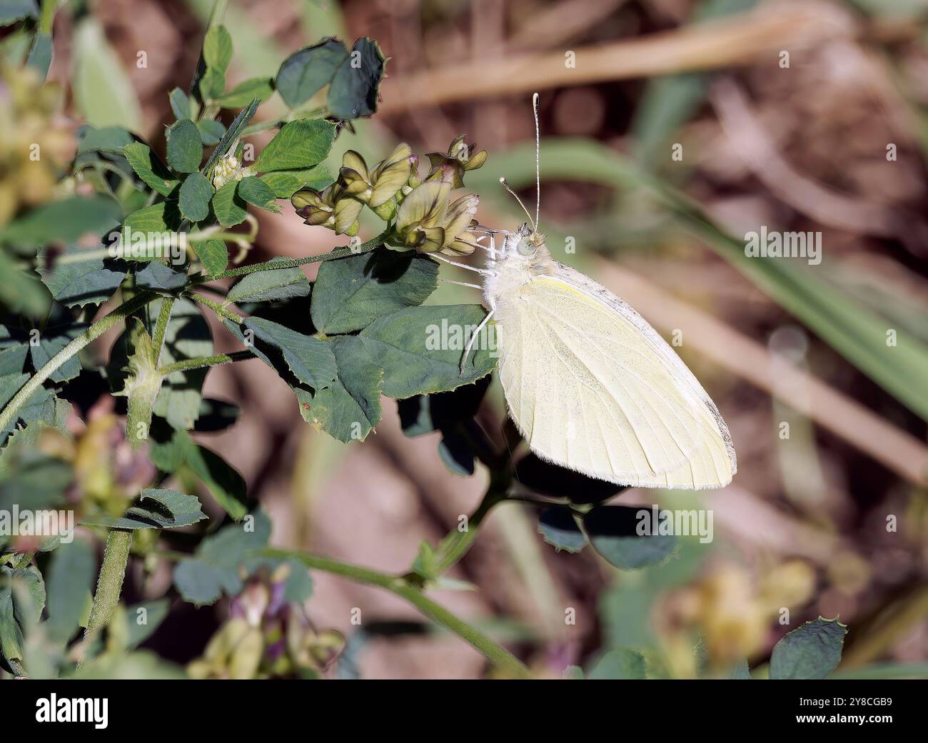 small white, cabbage white, cabbage butterfly, white butterfly, small ...