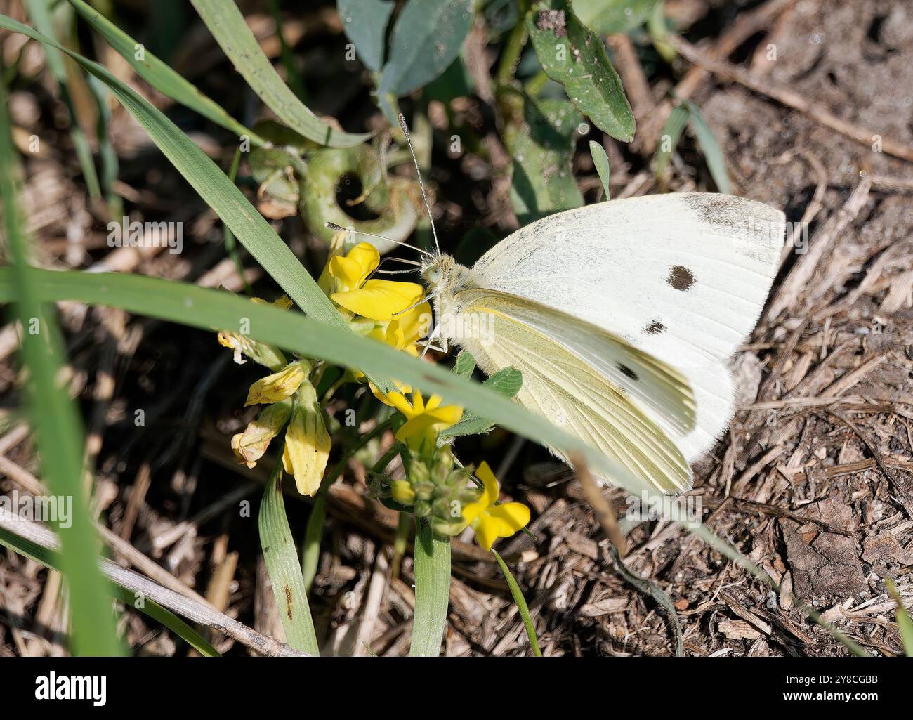 small white, cabbage white, cabbage butterfly, white butterfly, small ...