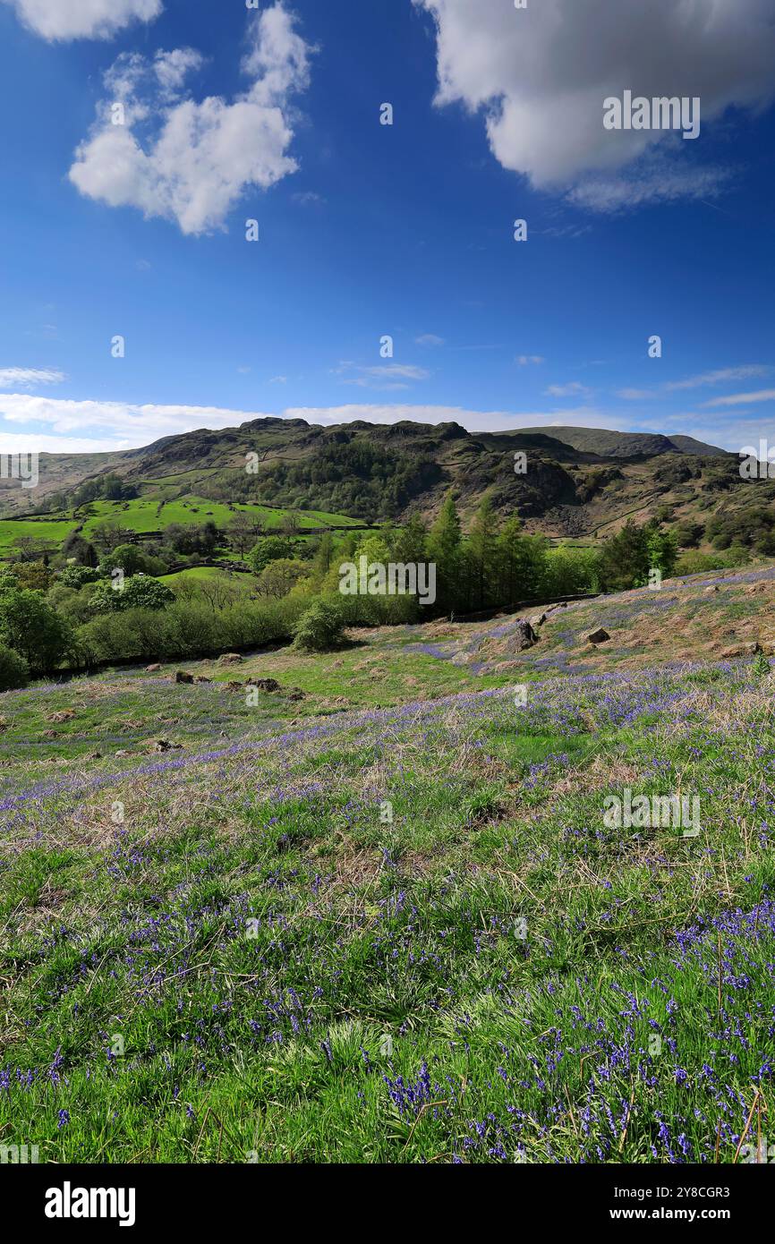 View of bluebell flowers in the Kentmere valley, Lake District National ...