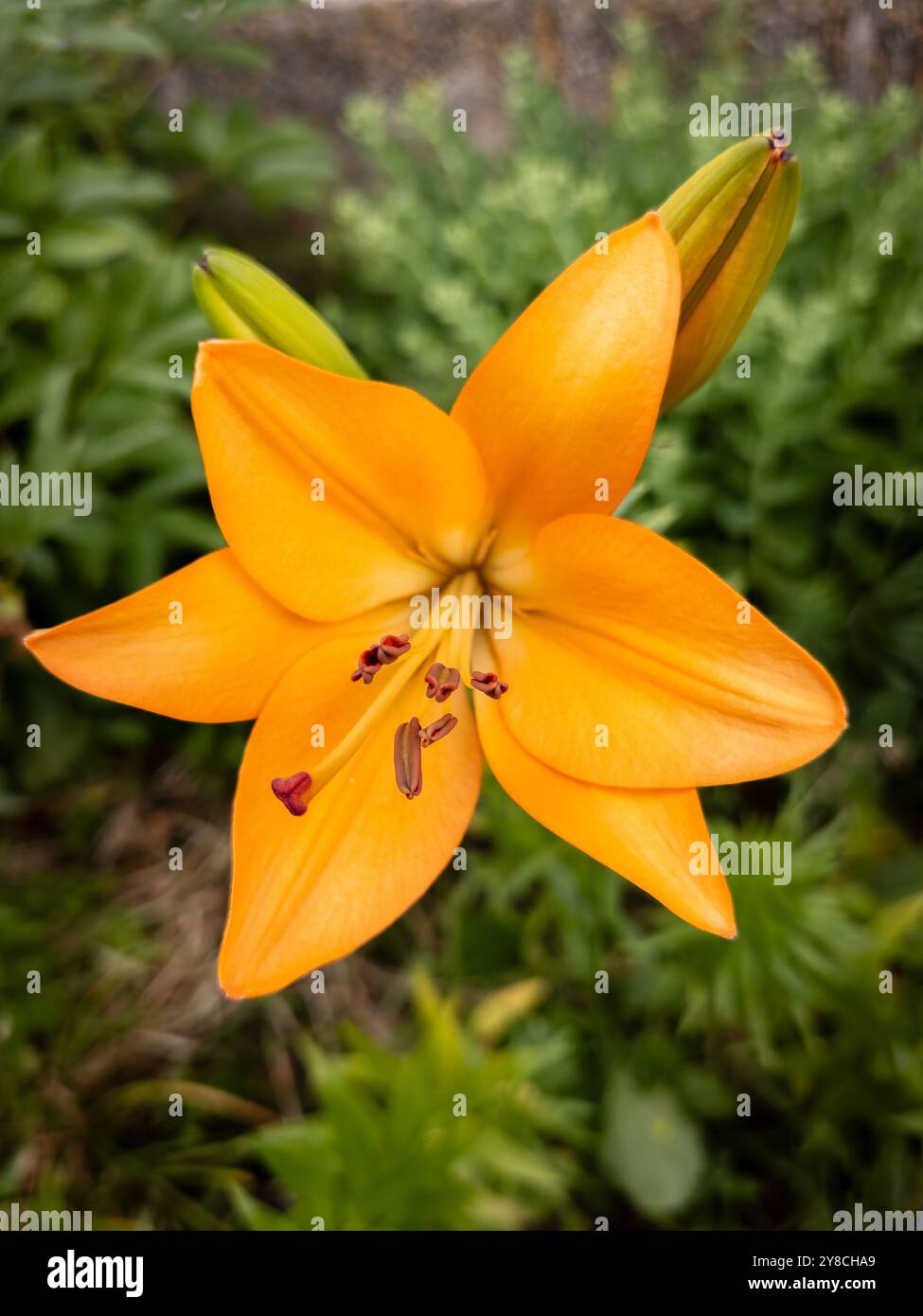 Liliaceae Lilium hybridum hort. cv. Royal Trinity Stock Photo - Alamy