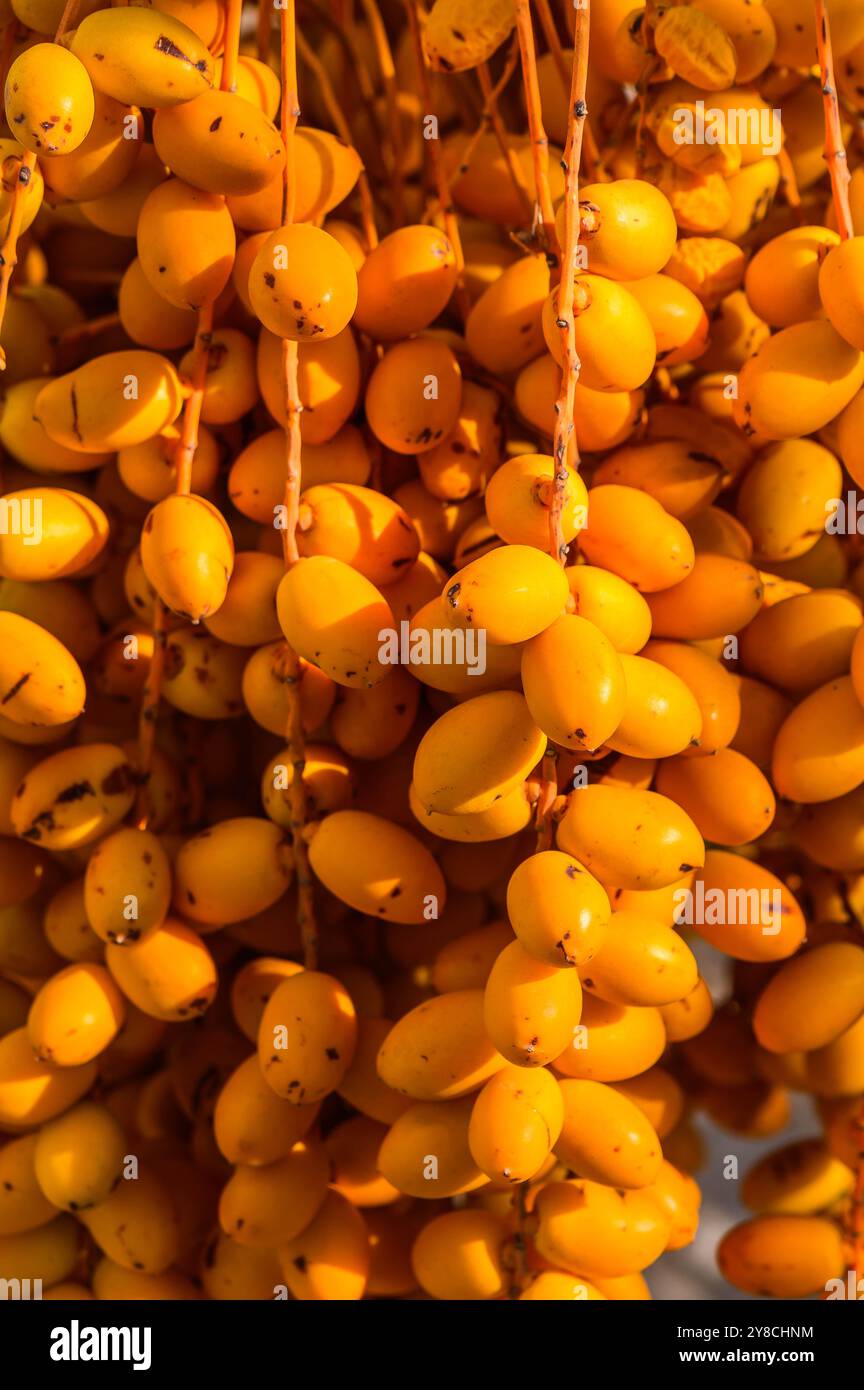 Date palm fruit on tree in farm Stock Photo - Alamy