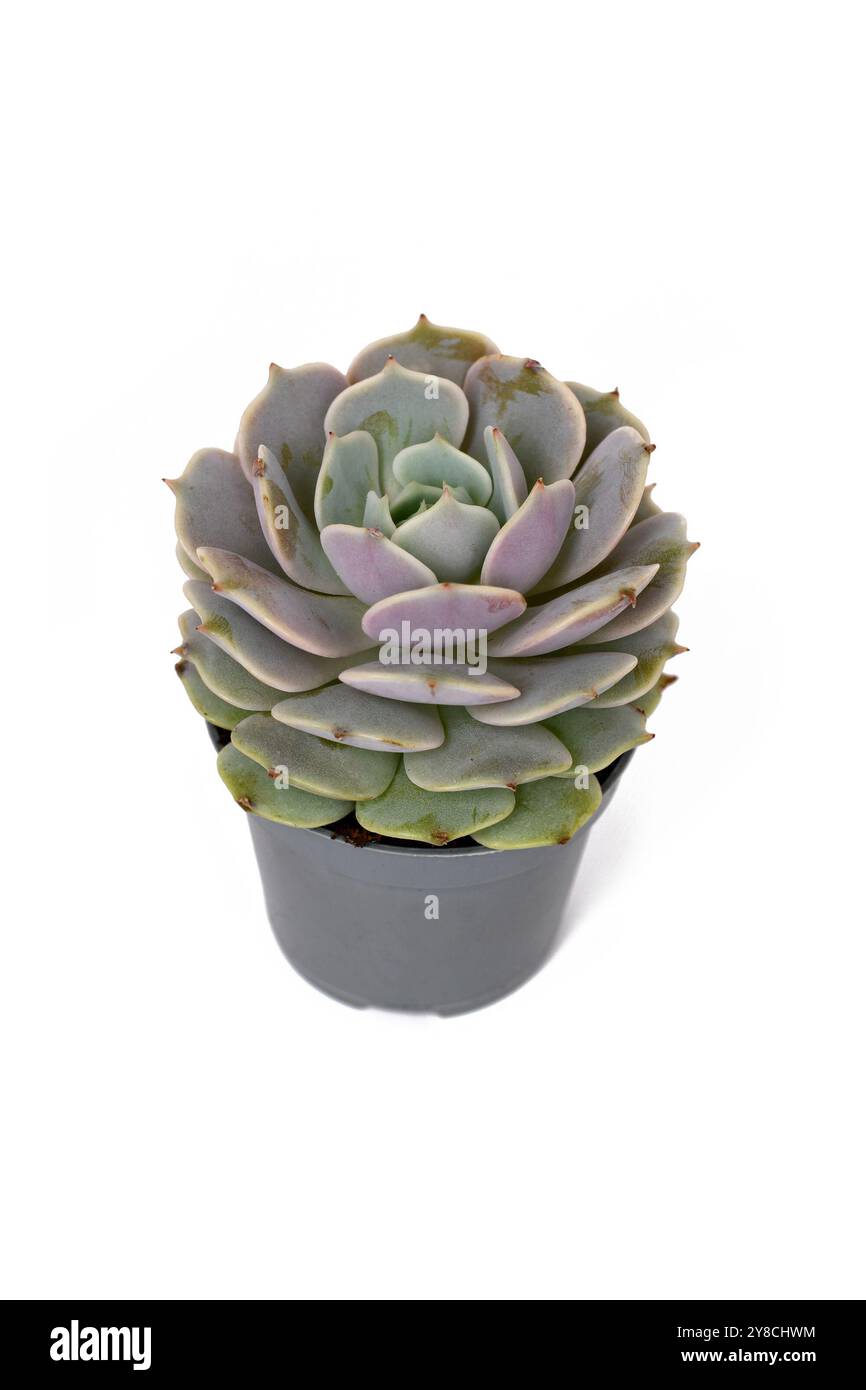 Echeveria Pollux succulent plant on white background Stock Photo - Alamy