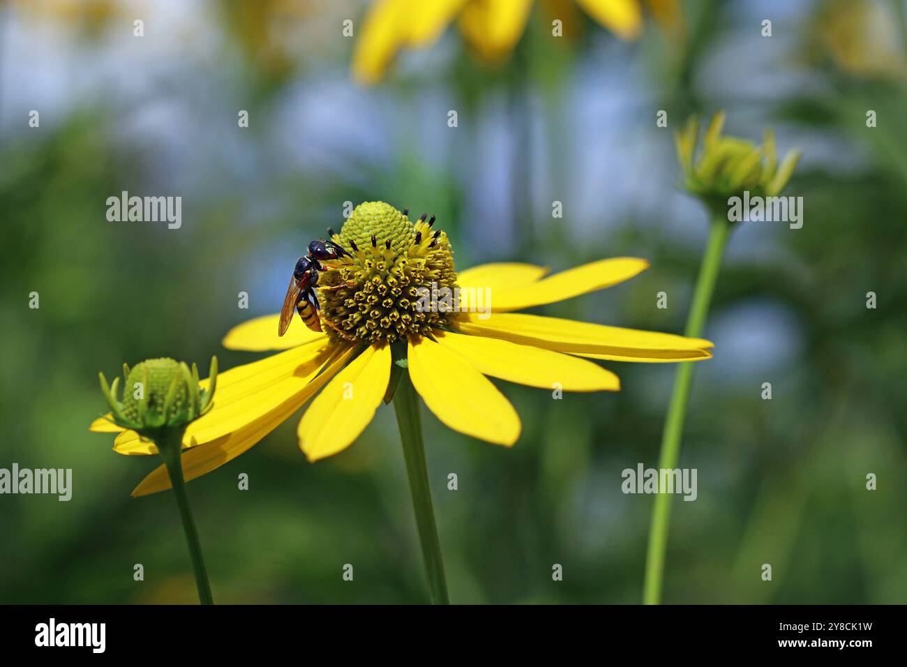 Sochan cherokee name hi-res stock photography and images - Alamy