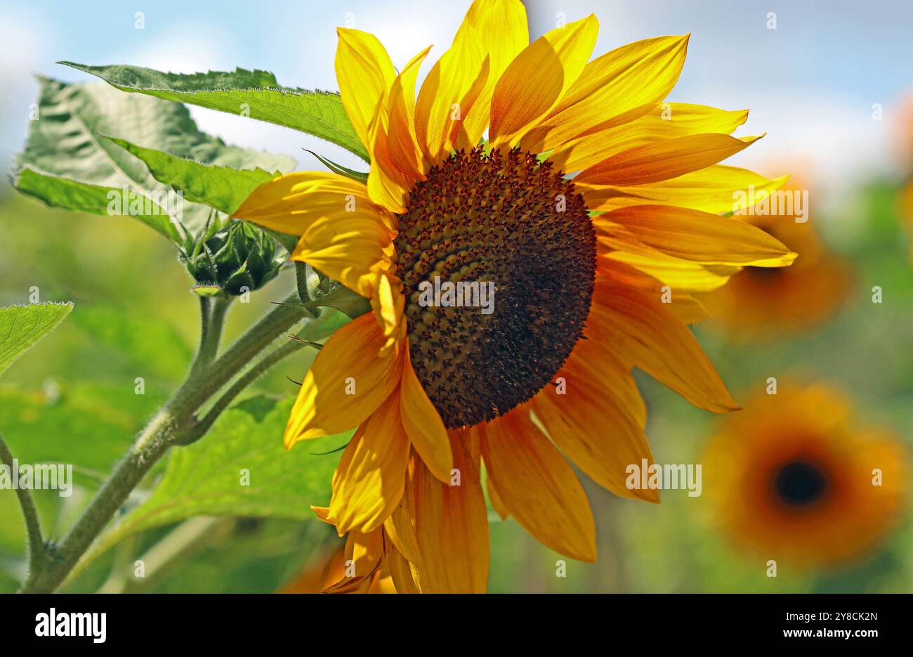 Full frame image of the bright golden flowerhead of Common Sunflower ...