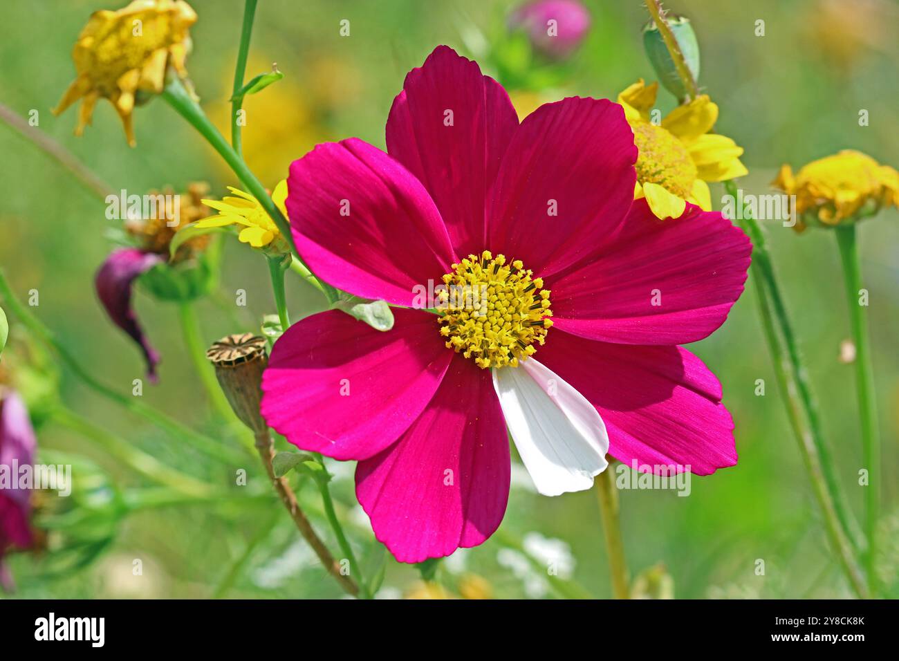 Late summer. The sun shines on a full frame image of a bright pink ...