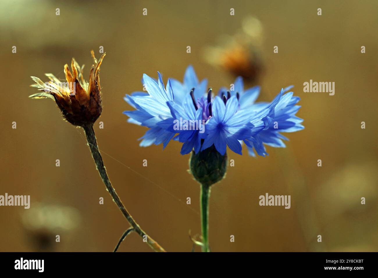 Wildflowers wildflower cornflower meadow hi-res stock photography and ...