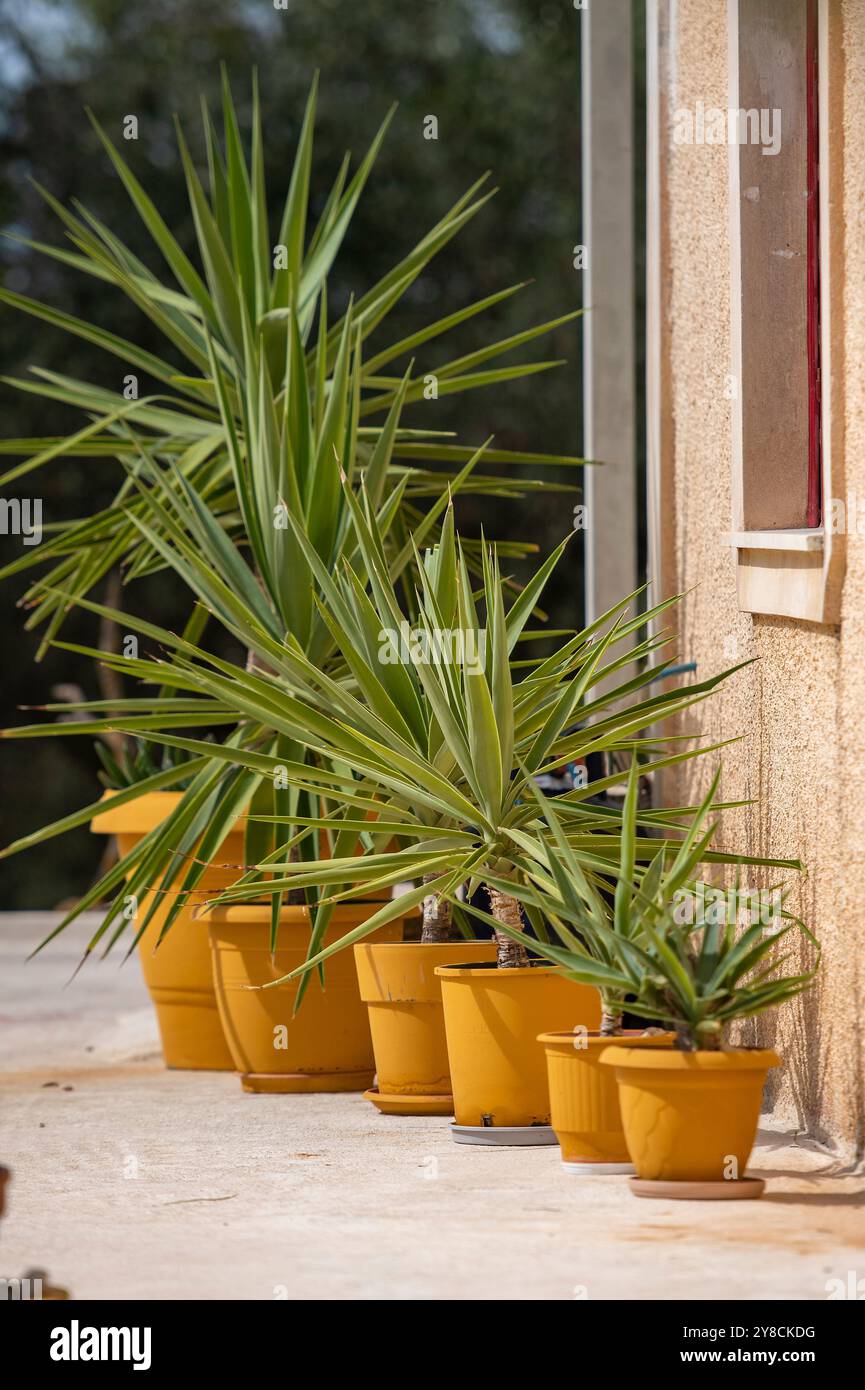 row of plant pots with long leafy plants in ascending or descending ...