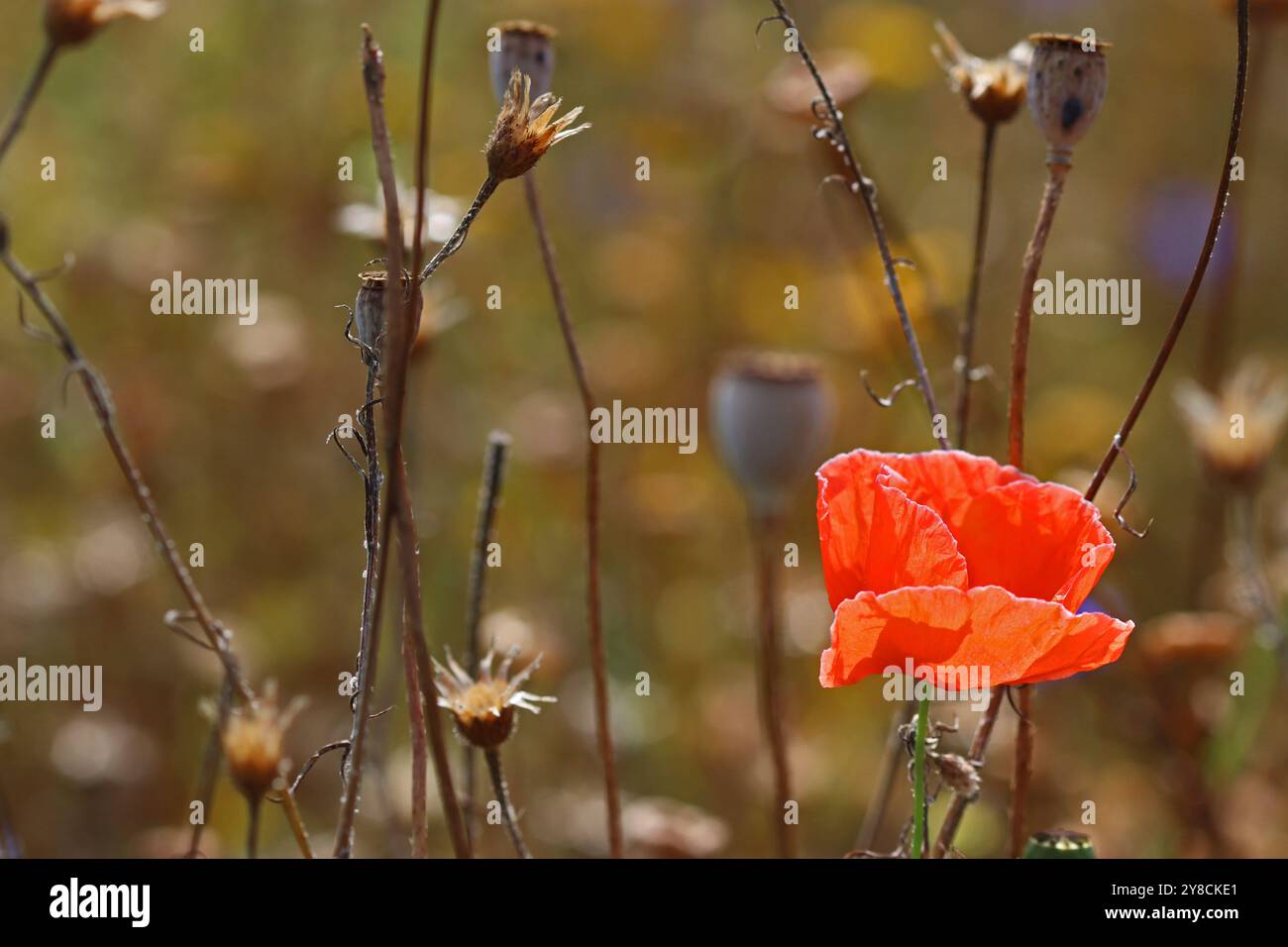 Late summer. A bright red Poppy (Papaver Rhoeas) stands alone in a ...