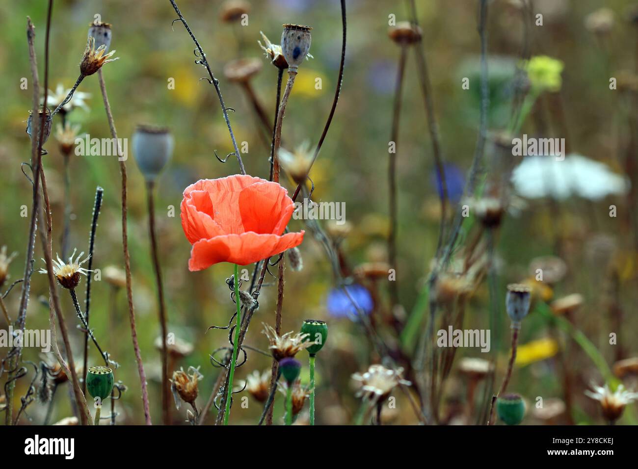The lifecycle of wildflowers hi-res stock photography and images - Alamy