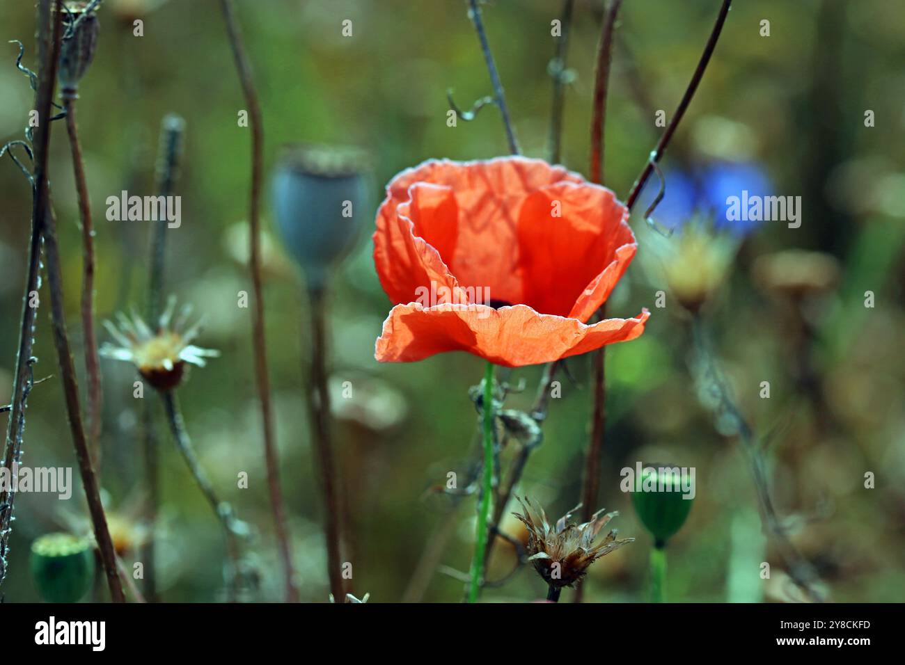 Late summer. A bright red Poppy (Papaver Rhoeas) stands alone in a ...