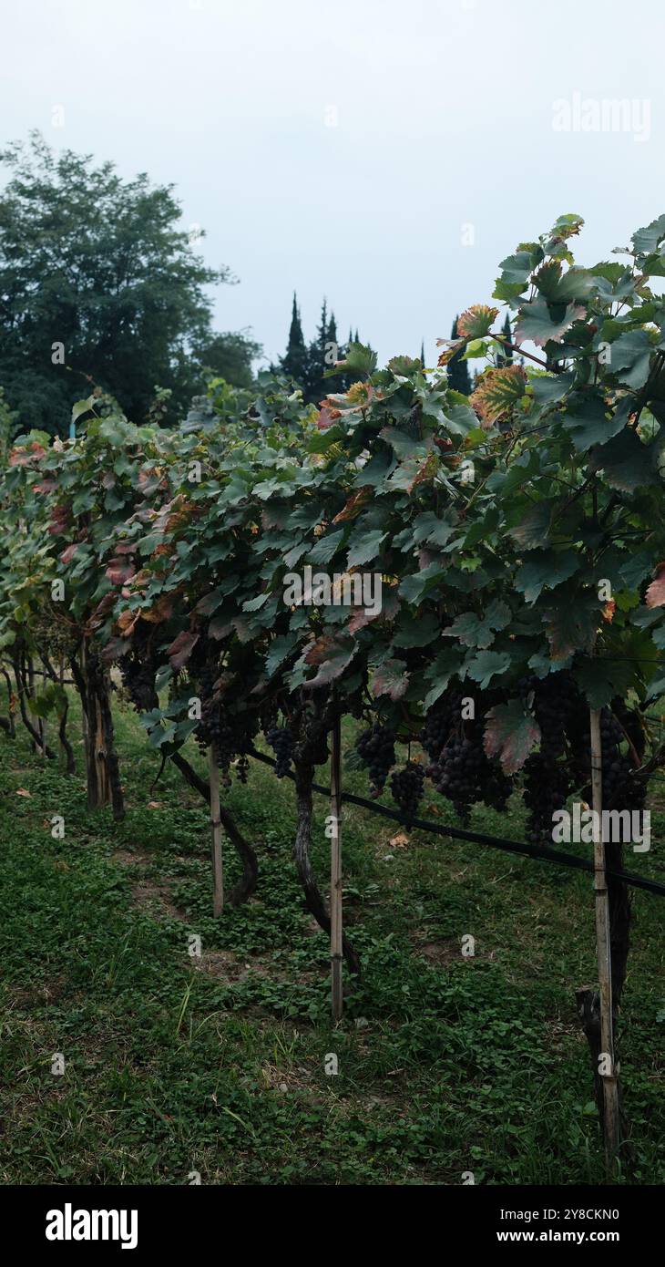 View of the vineyards. Wine grapes hanging and ripening on grape plants ...