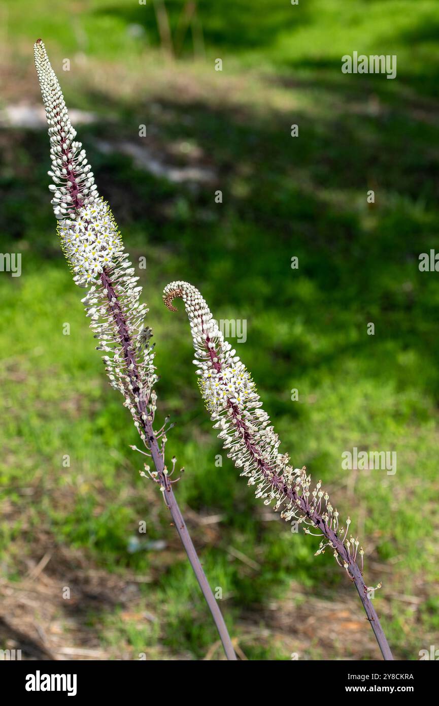 Hacinthaceae hi-res stock photography and images - Alamy