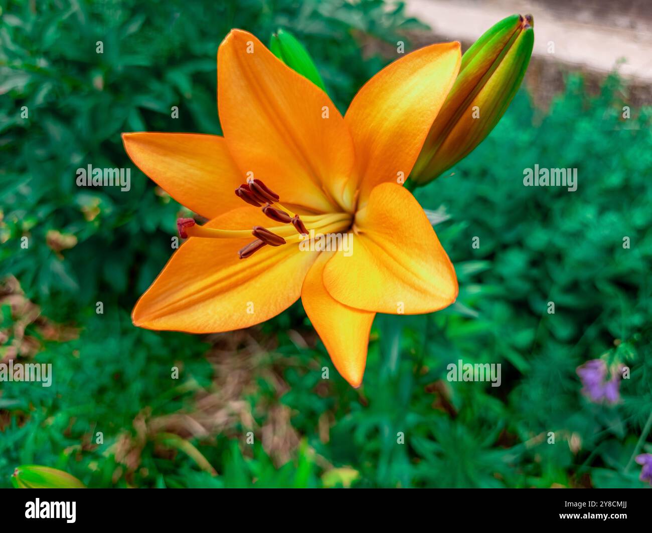 Bud liliaceae hi-res stock photography and images - Alamy