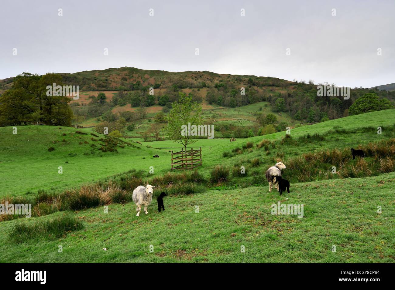 View over the Troutbeck valley, above lake Windermere, Lake District ...