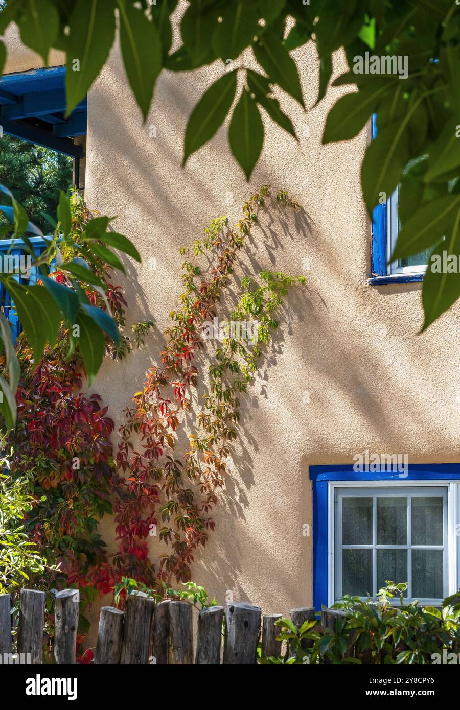Plants growing up an adobe wall, blue windows, New Mexico, USA Stock ...