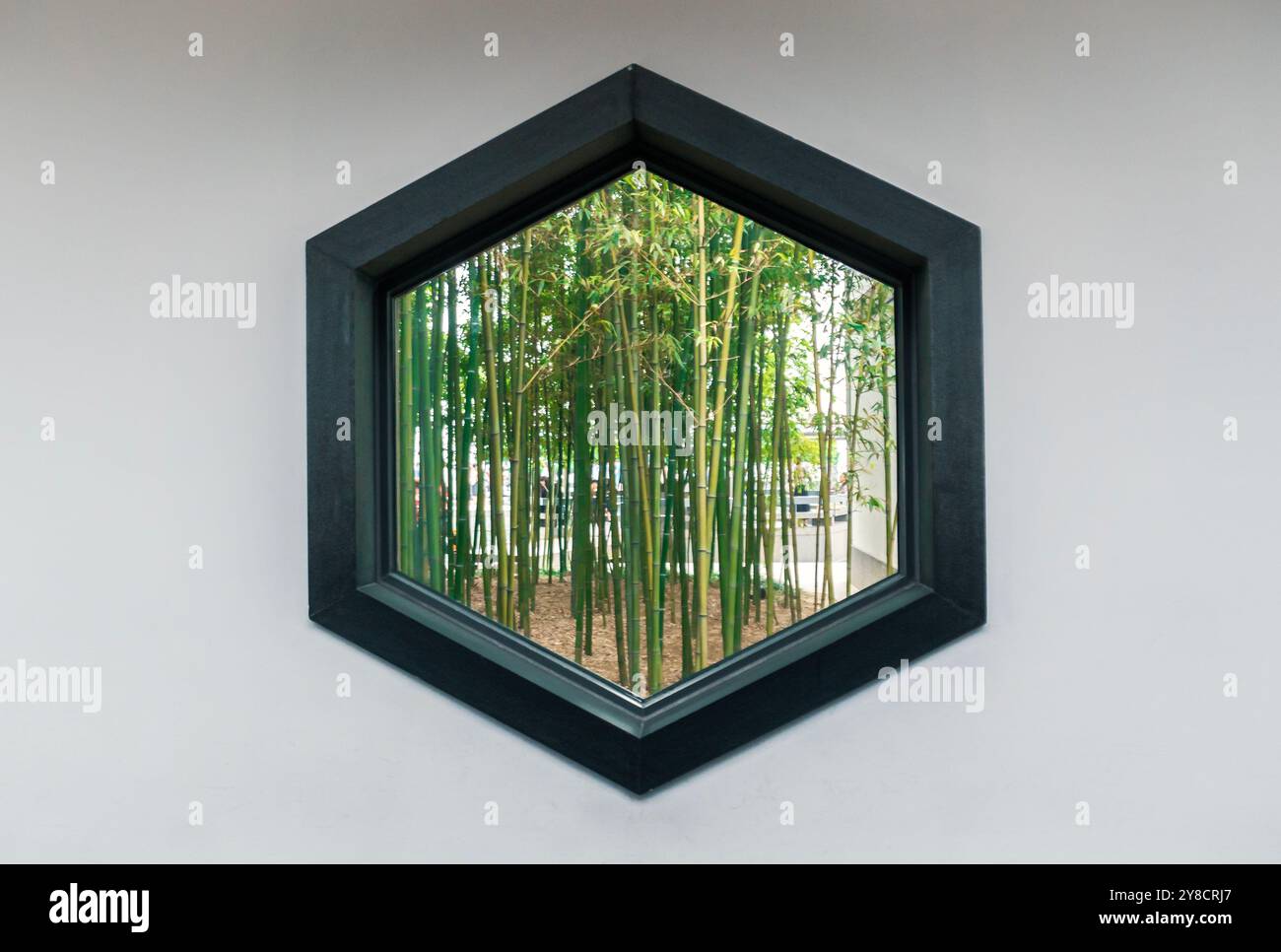 Bamboo grove viewed through a hexagonal window in a modern ...