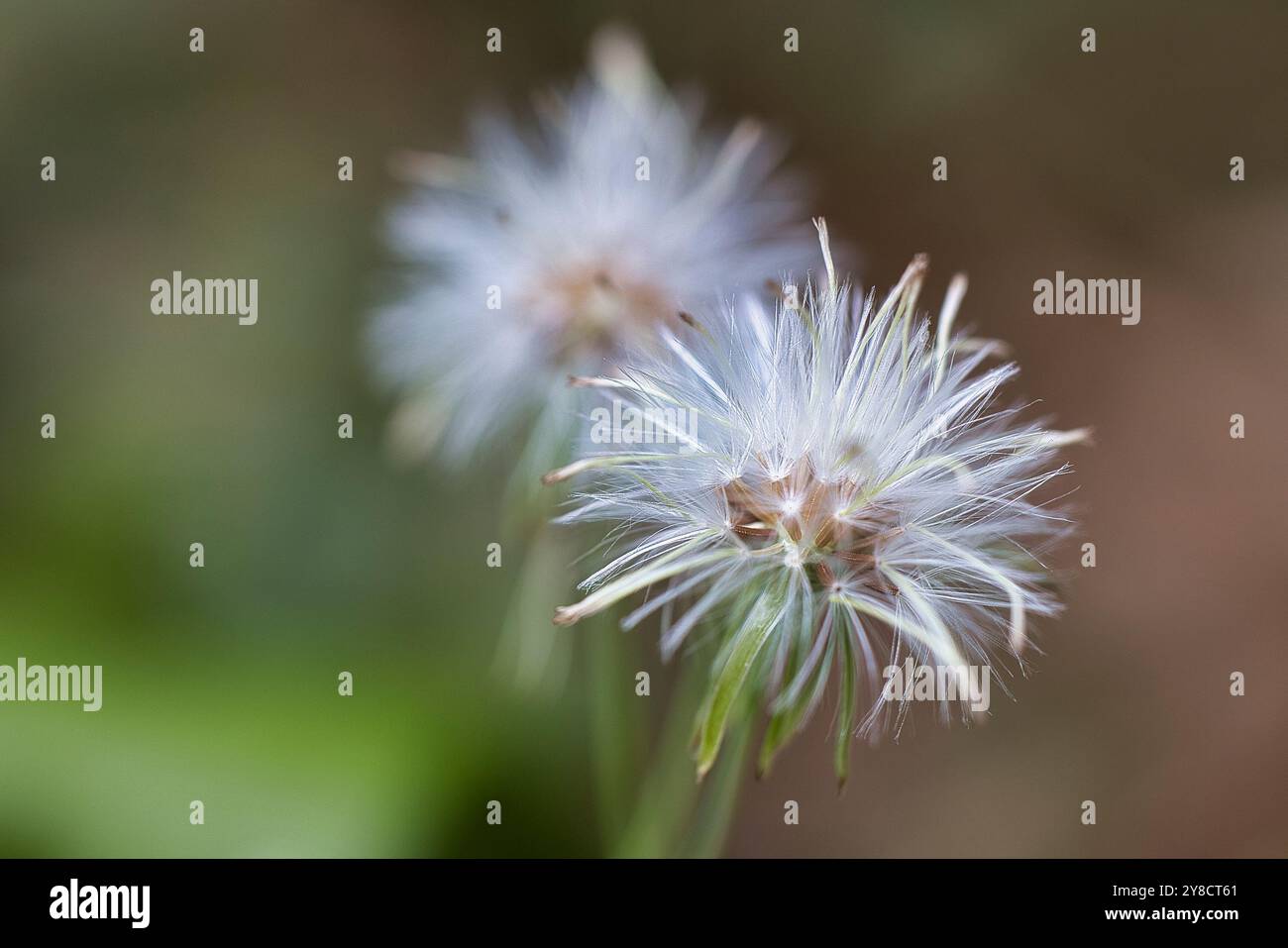 Two small flowers with a lot of water droplets on them. The flowers are ...