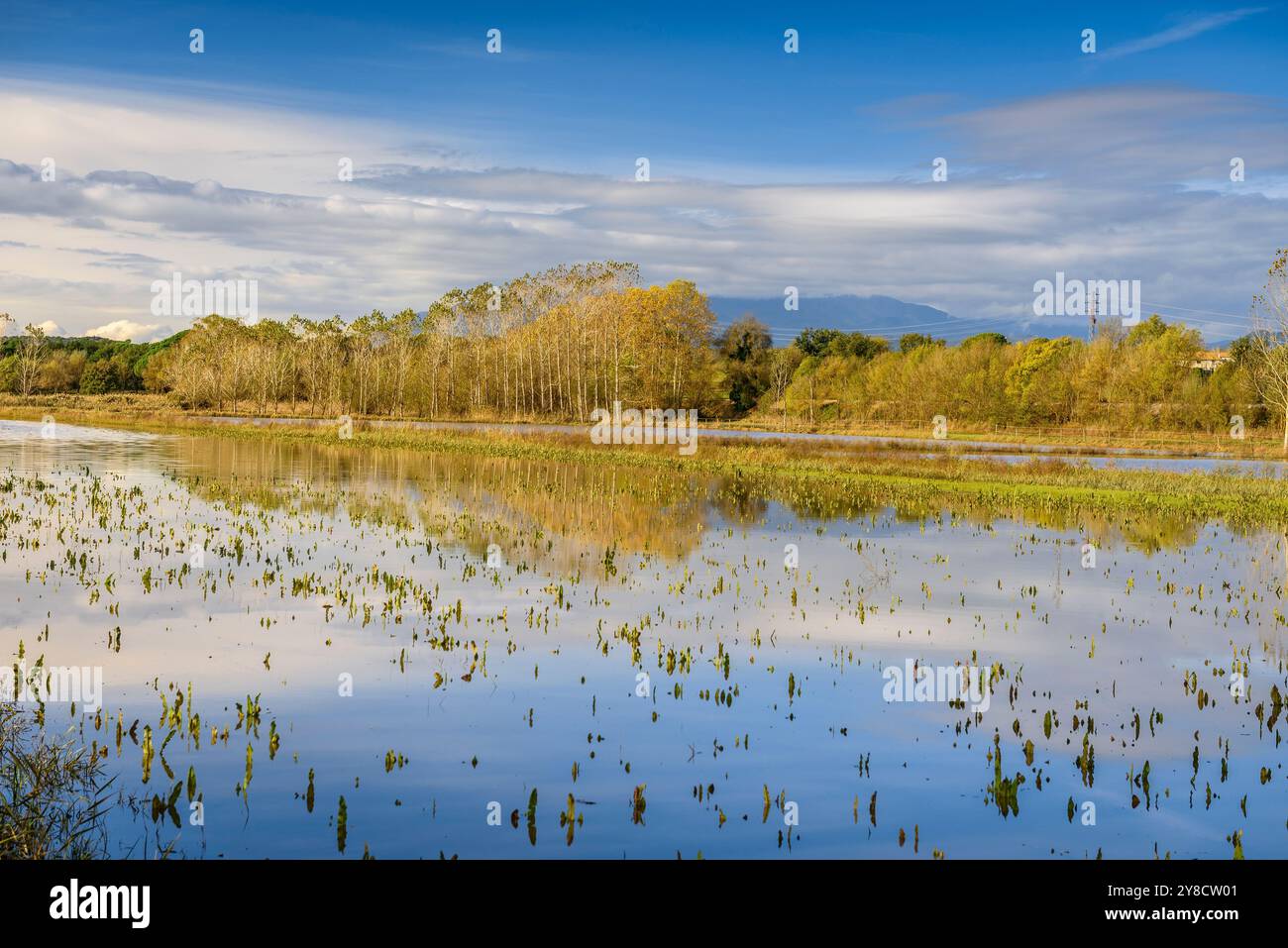Flora de estanques hi-res stock photography and images - Alamy