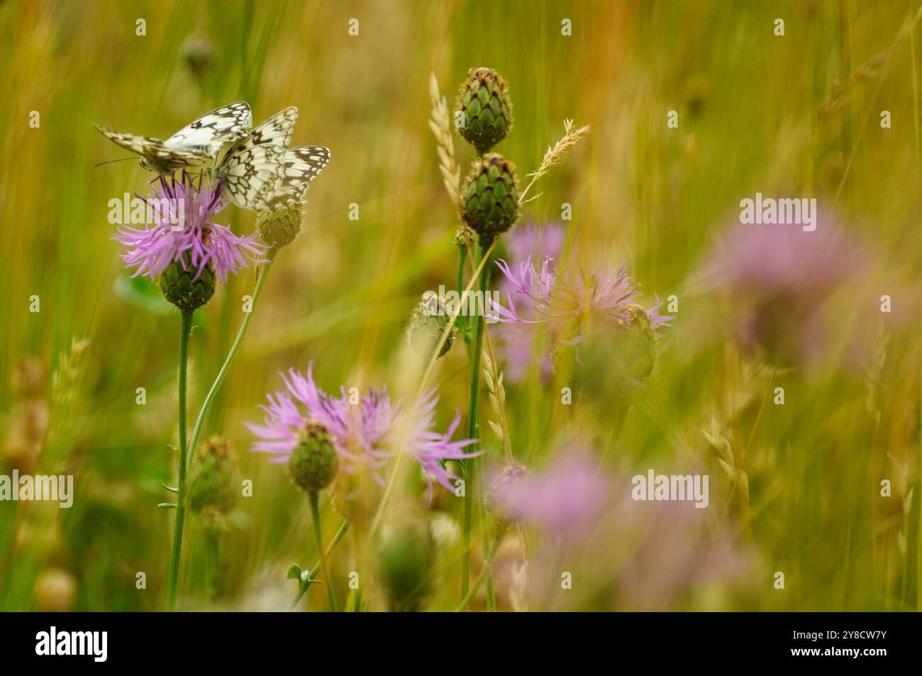 Hierba flores macro hi-res stock photography and images - Alamy