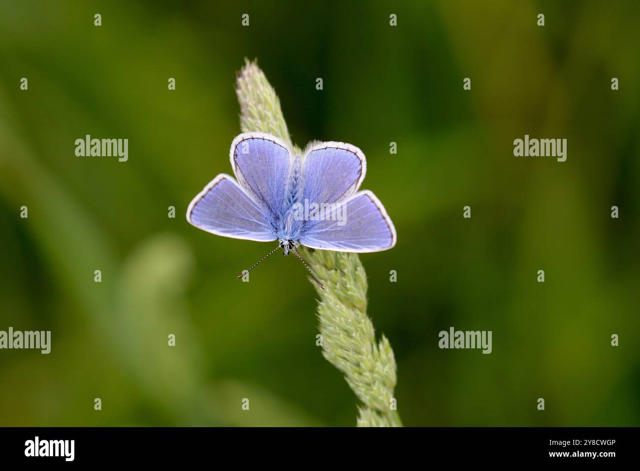 Common Blue Butterfly male - Polyommatus icarus Stock Photo - Alamy