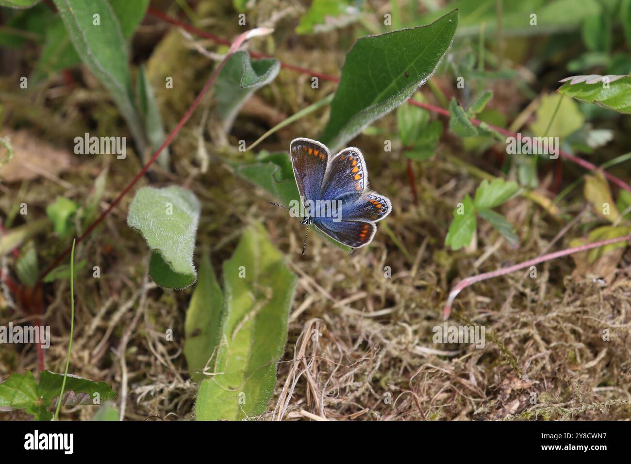 Orange lunules hi-res stock photography and images - Alamy