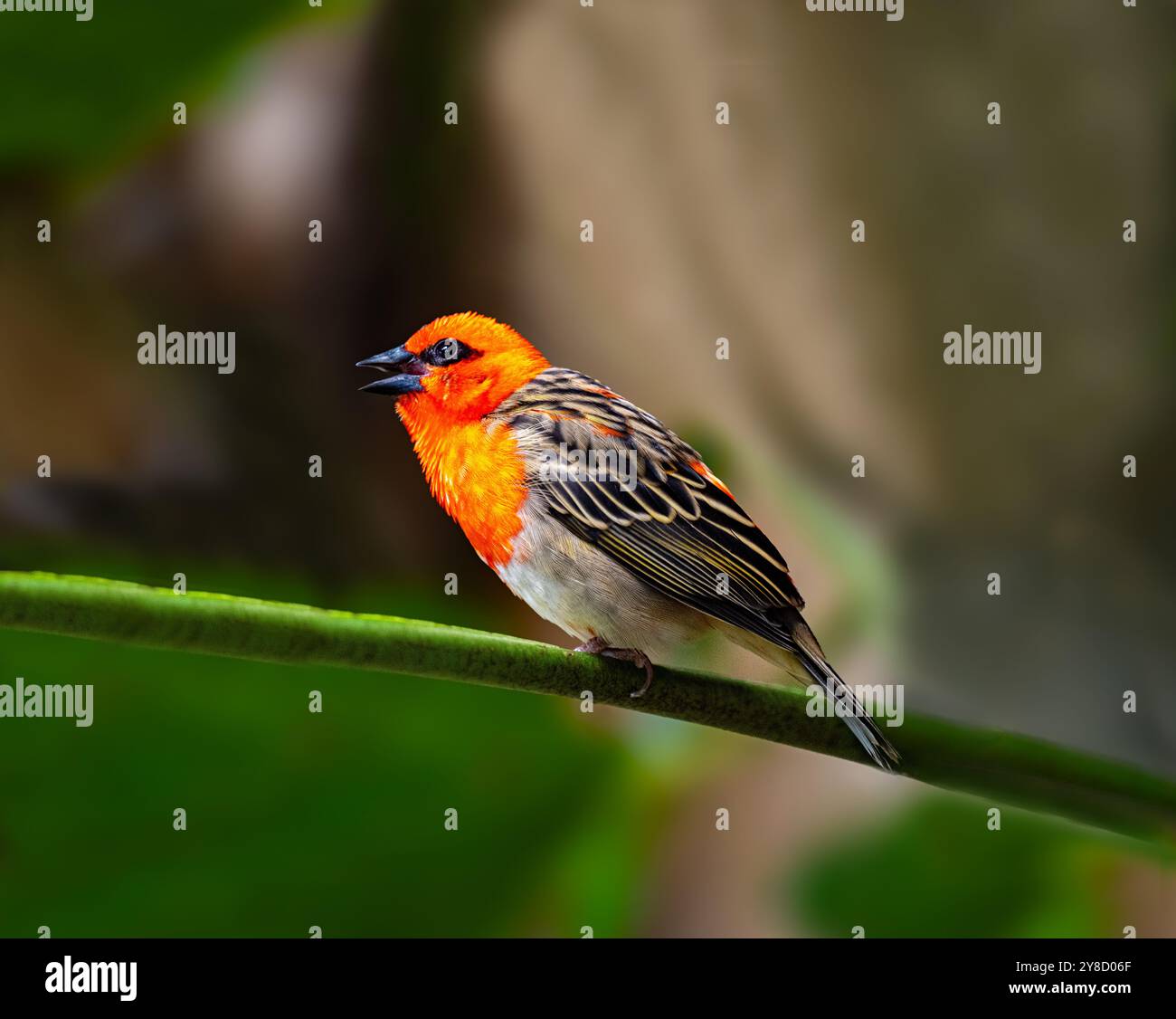 Red fody (Foudia madagascariensis) singing (you can see the little ...
