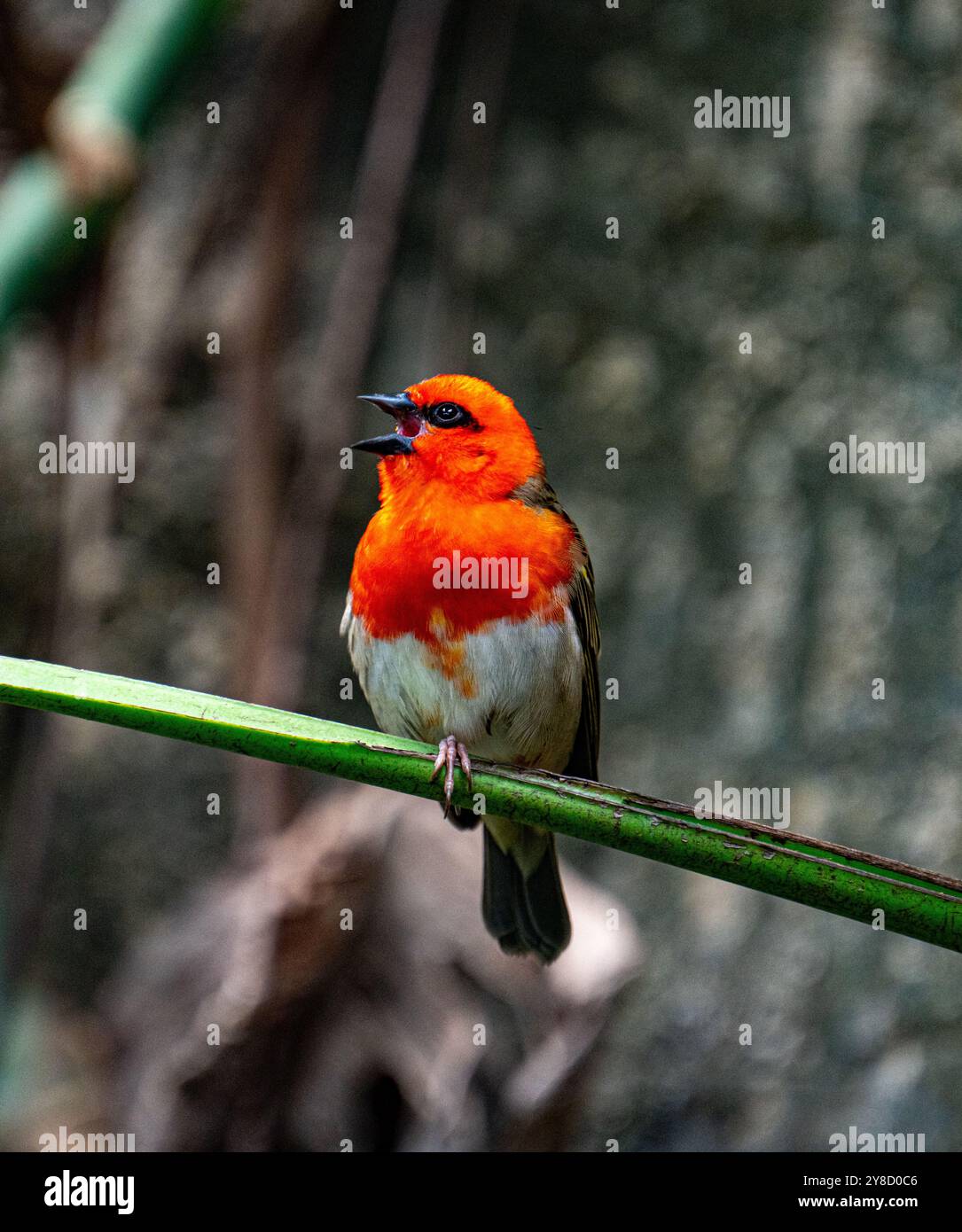 Red fody (Foudia madagascariensis) singing (you can see the little ...