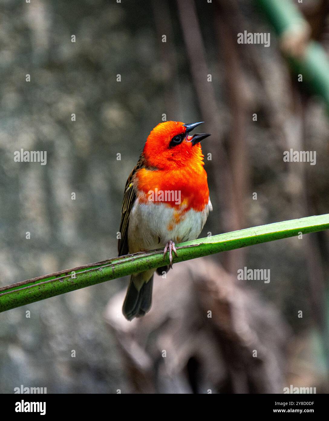 Red fody (Foudia madagascariensis) singing (you can see the little ...