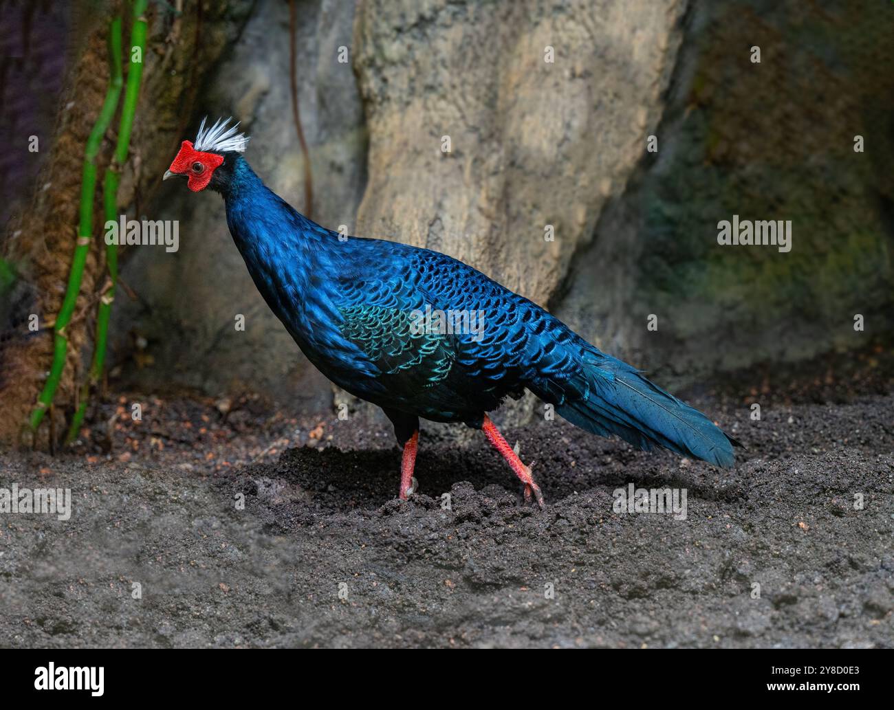 Edwards‘s pheasant (Lophura edwardsi Stock Photo - Alamy