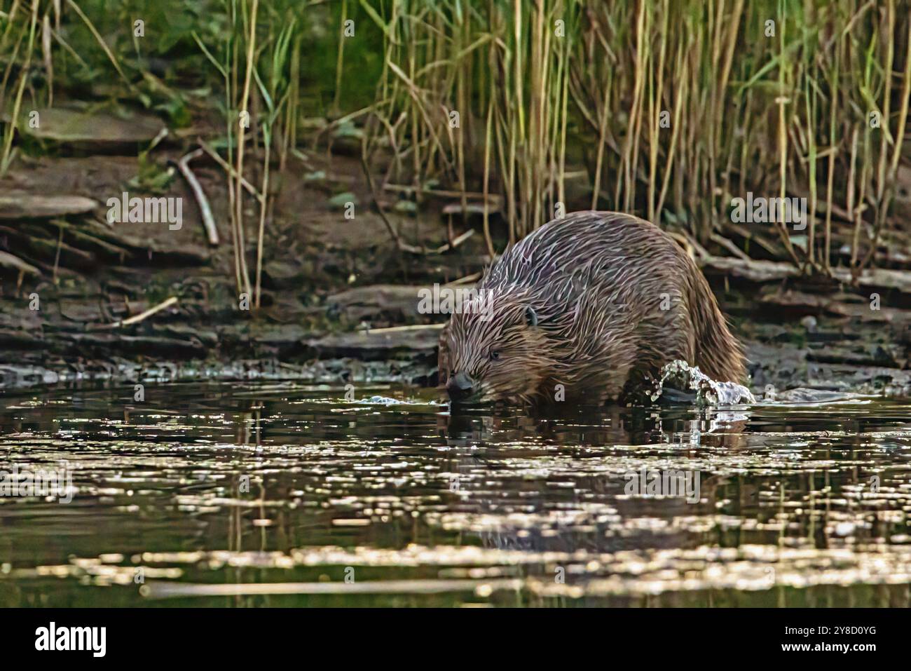 A wild Beaver at the river Stock Photo - Alamy