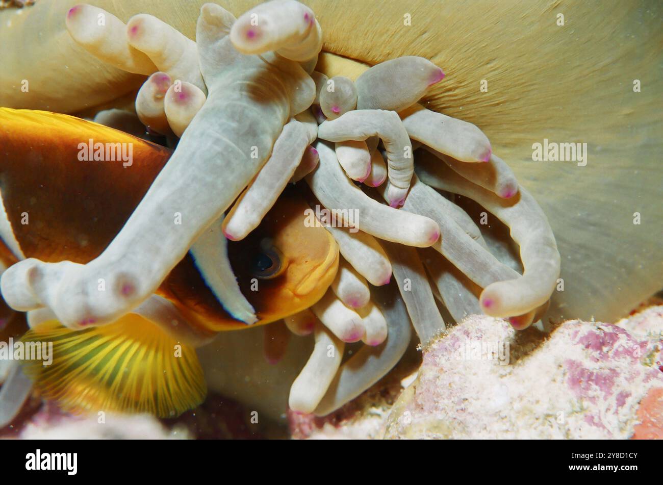 Single Clownfish inside his anemone Stock Photo - Alamy