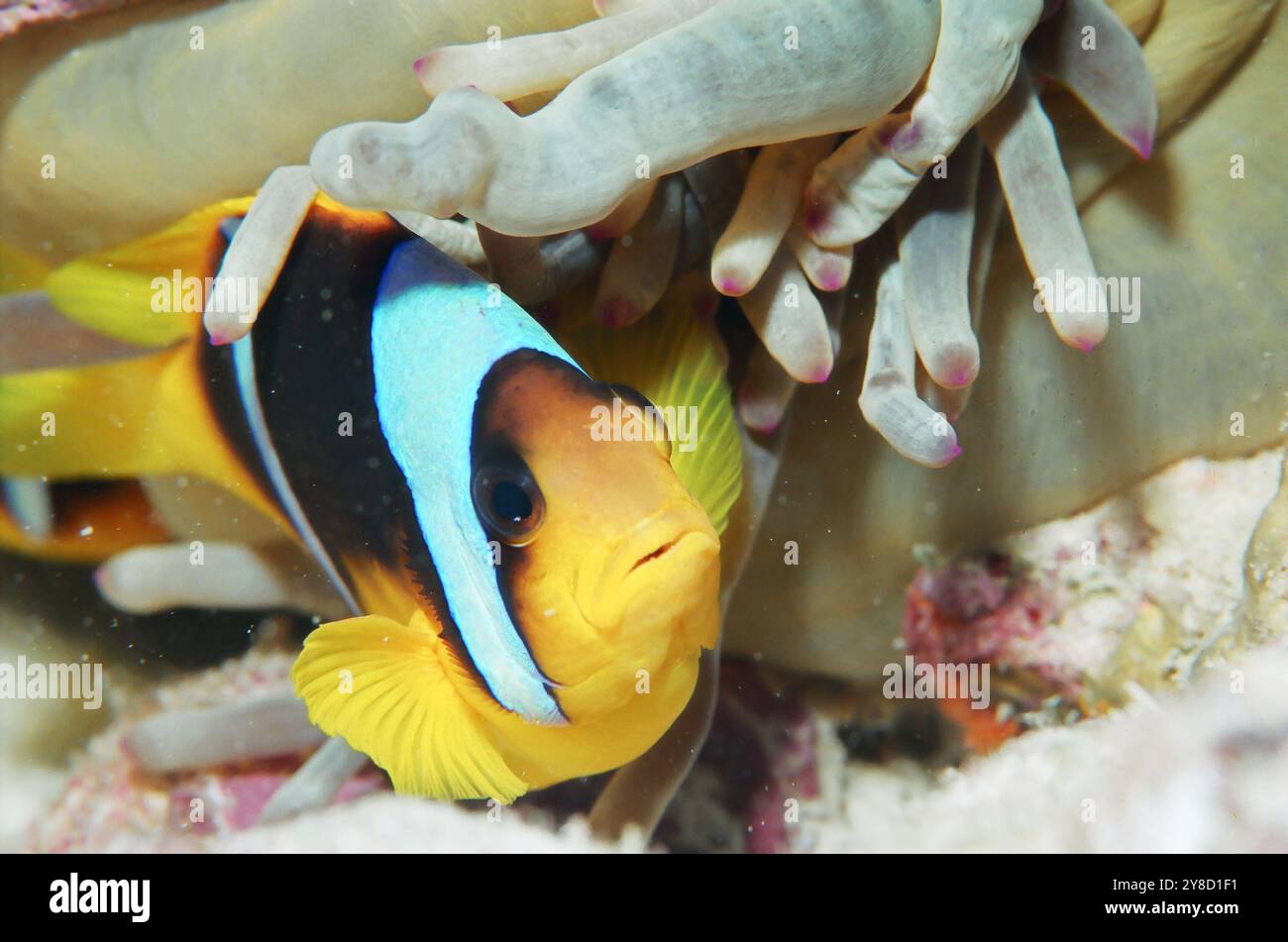 Single Clownfish inside his anemone Stock Photo - Alamy