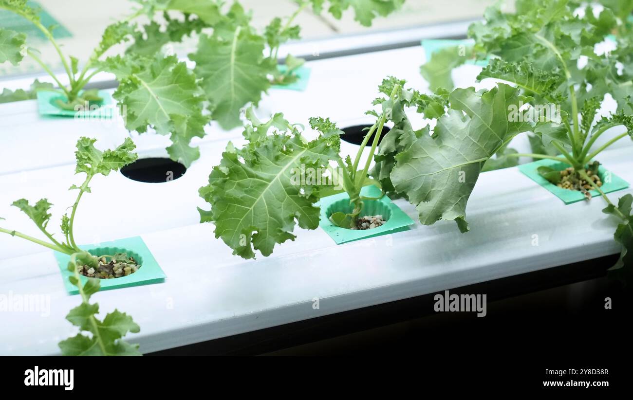Indoor vertical farm or modern vegetable farming that use new ...