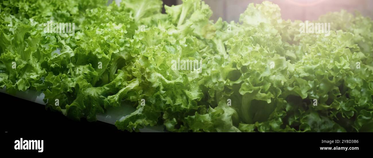 Indoor vertical farm or modern vegetable farming that use new ...