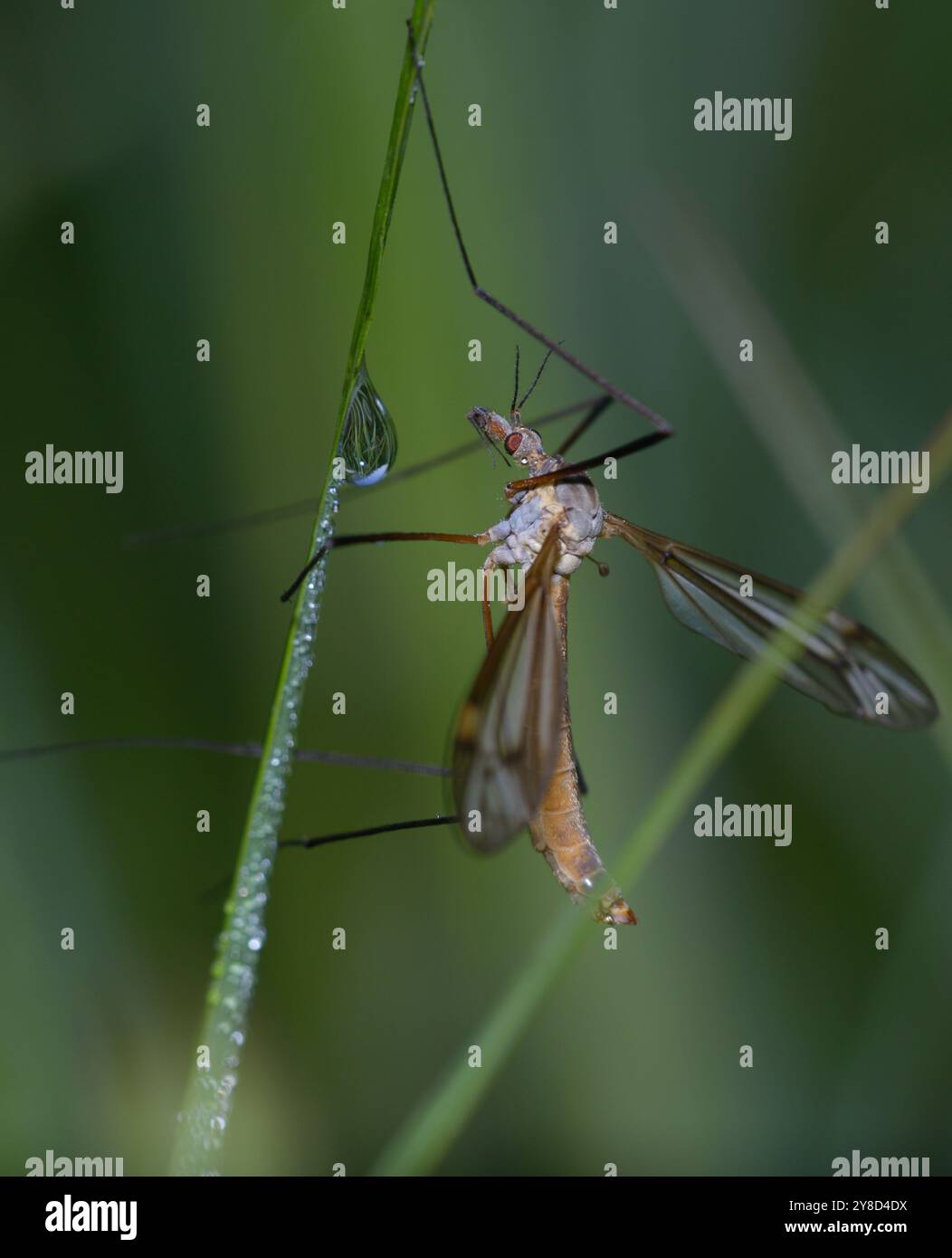 crane fly, Limonia phragmitidis, sitting on a grass, rain drops Stock ...