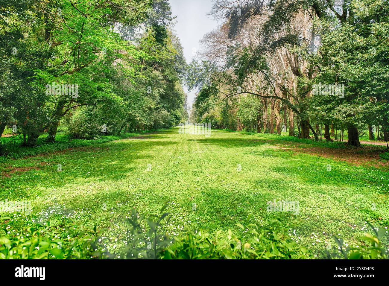 Tranquil and serene green park landscape with lush greenery. Peaceful ...