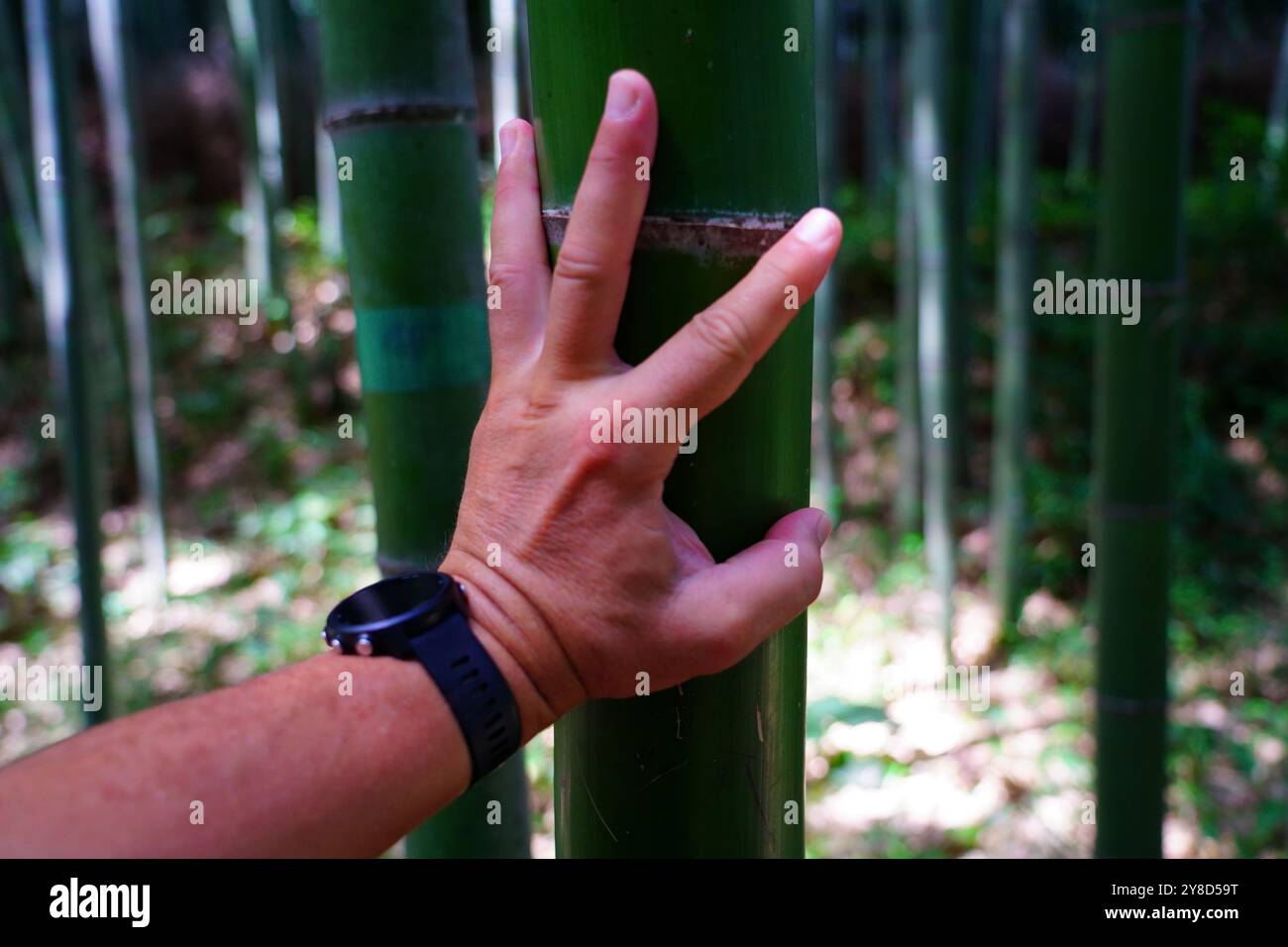 Japanese timber bamboo leaves hi-res stock photography and images - Alamy