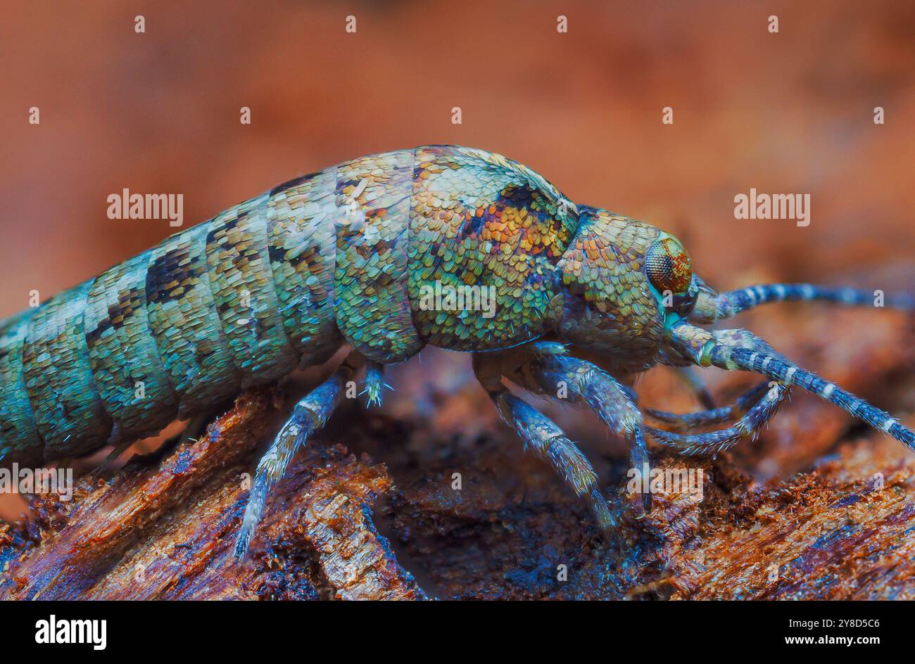 Jumping Bristletail - Lepismachilis y-signata, Archaeognatha Stock ...