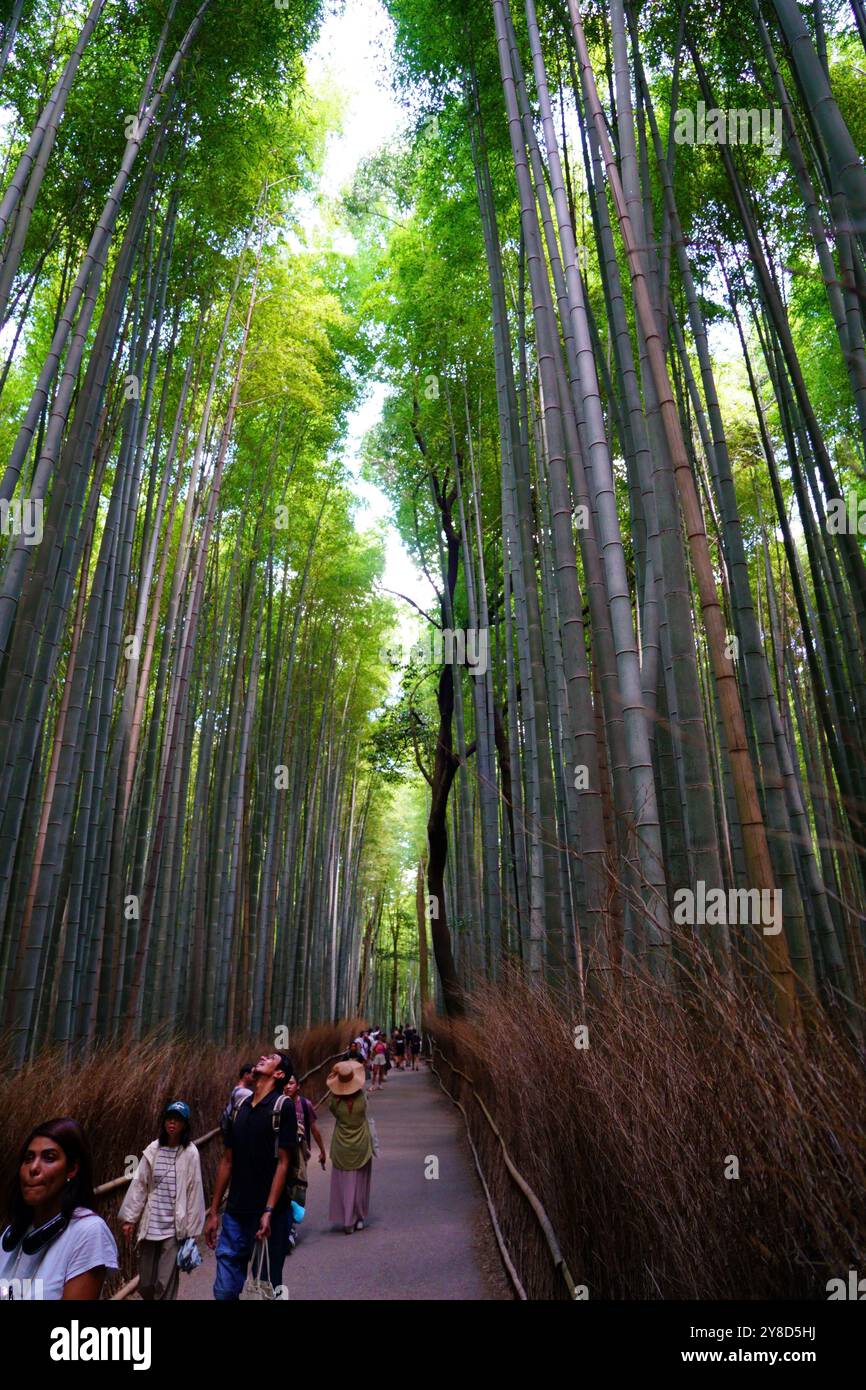 Bamboo Forest, Arashiyama Bamboo Grove or Sagano Bamboo Forest Stock ...