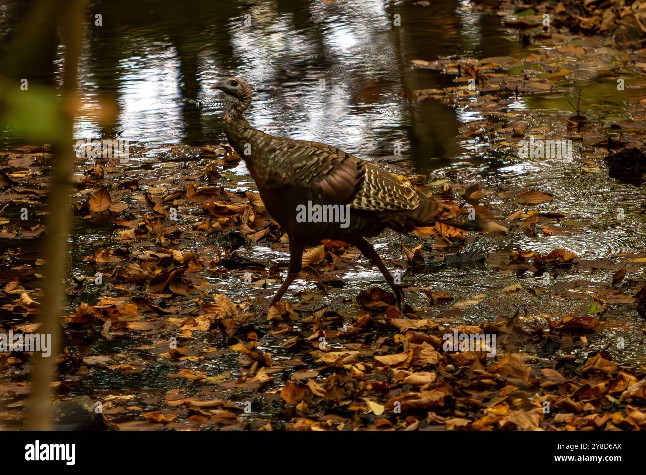 Wild Turkey in pond Stock Photo - Alamy