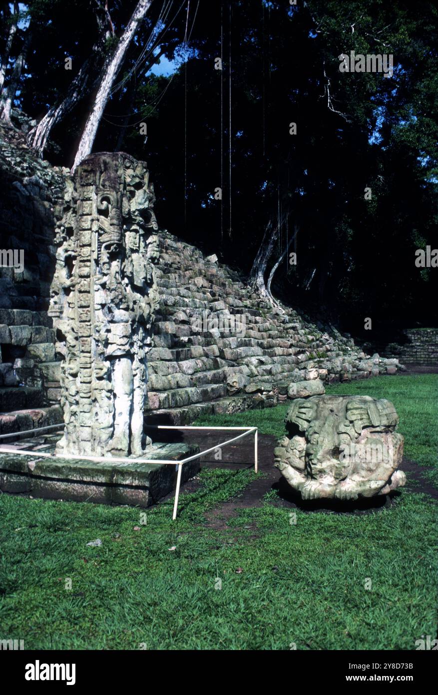 Late Classic period Maya stelae at Copan Maya ruins, Honduras Stock ...