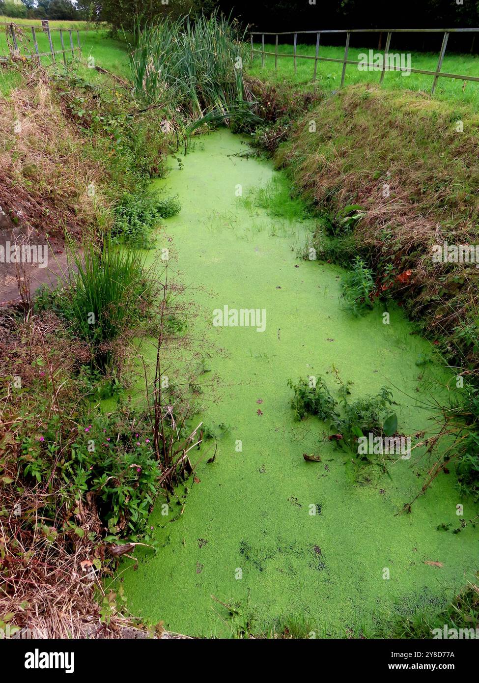 ...hier ist jeder Frosch ein Koenig... Froschgraben *** here every frog ...