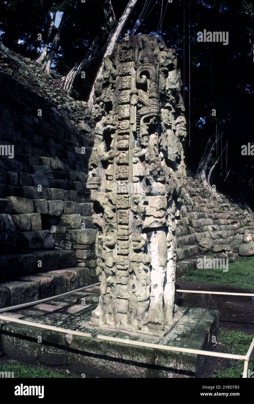 Late Classic period Maya stelae at Copan Maya ruins, Honduras Stock ...