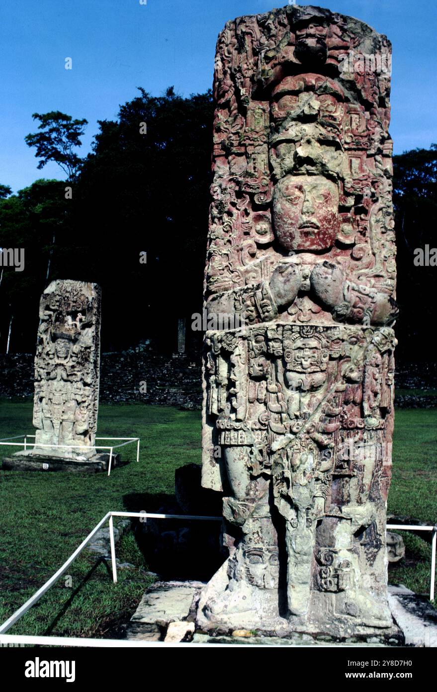 Late Classic period Maya stelae at Copan Maya ruins, Honduras Stock ...