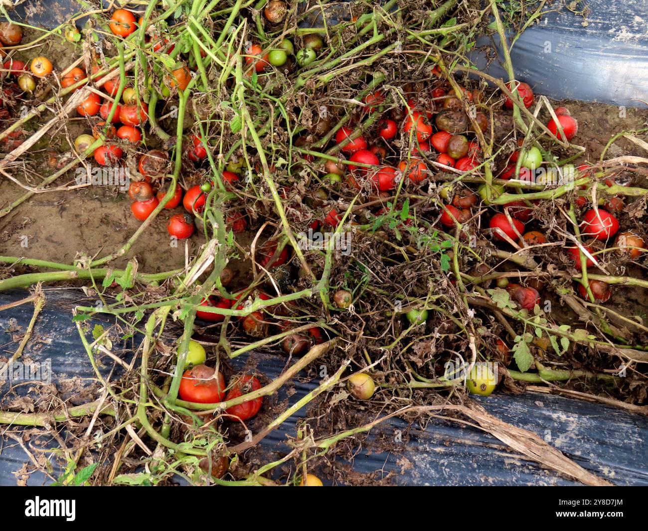 ...das blieb von der Tomatenernte uebrig...Abfall Tomatenabfall ...