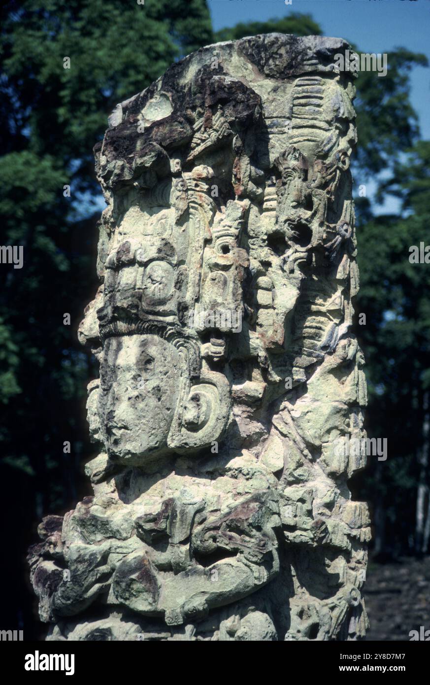 Late Classic period Maya stelae at Copan Maya ruins, Honduras Stock ...